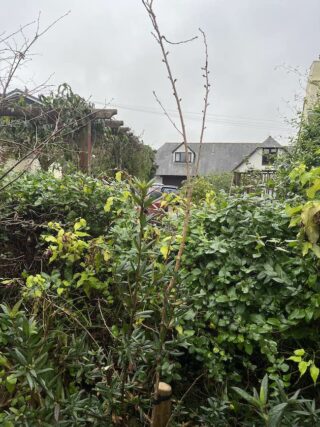 New trellis and cherry tree - Ali's Garden