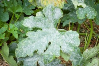 Getting on top of powdery mildew — an organic, bee-friendly plan - Ali ...