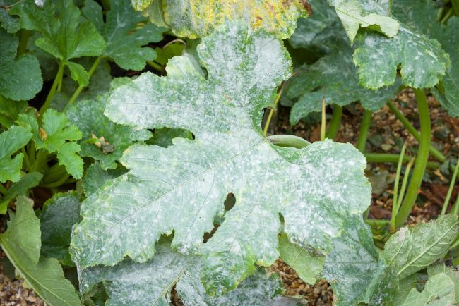 Getting on top of powdery mildew — an organic, bee-friendly plan - Ali ...