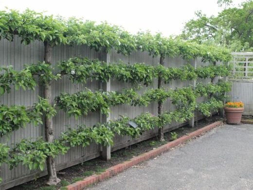Espalier and fan trained fruit trees - Gabi's Garden