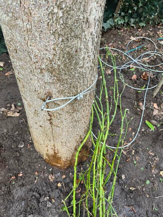 How to grow climbing roses into garden trees - Gabi's Garden