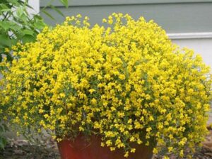 Pruning Broom Plants - GardenAdvice.co.uk