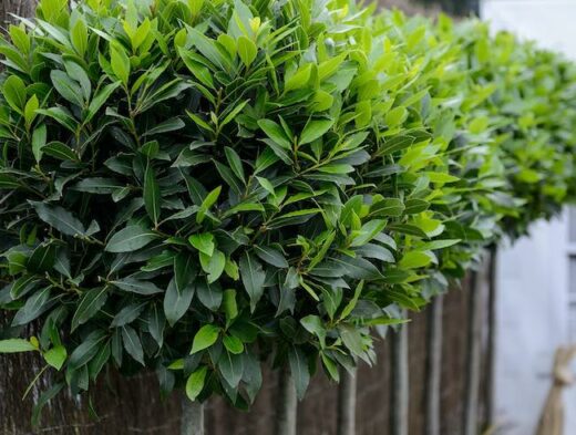 Re-potting Your Bay Tree. - GardenAdvice.co.uk