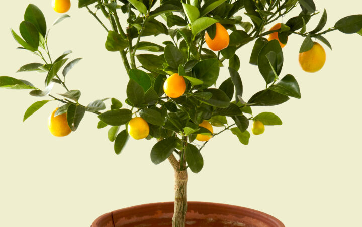 Indoor Lemon Tree Care - GardenAdvice.co.uk