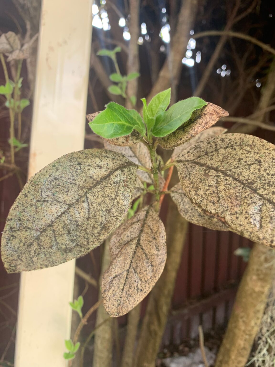 How to Save a Viburnum tinus Affected by Mites and Pests - GardenAdvice ...