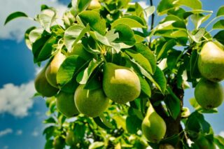 Pear Tree Pollination – GardenAdvice AI Gardening Database