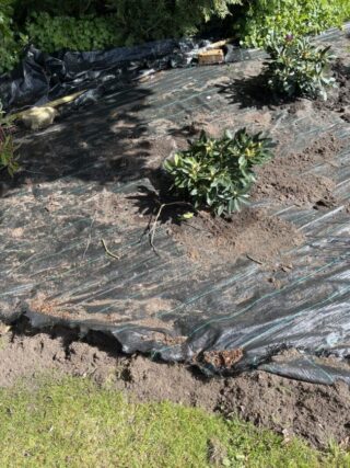 Planting through black plastic sheeting – Helena and Chris’s Garden