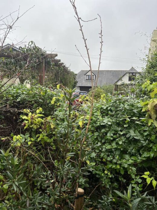 New trellis and cherry tree - Helene's Garden