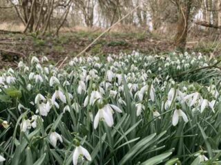 Planting Snowdrops in the green - Julia and Brian's Garden