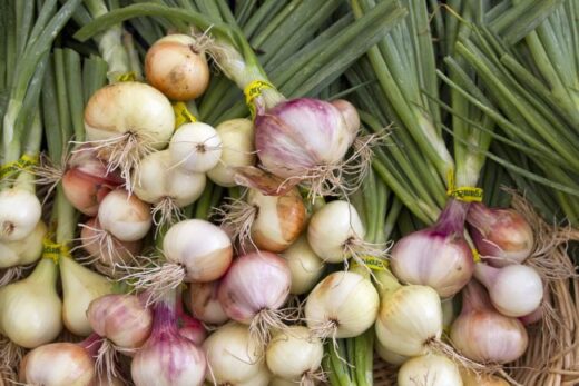 How to Grow Garlic from Bulbs: A Winter Planting Guide - Julia and ...