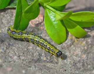 How to control box caterpillar - Katy's garden