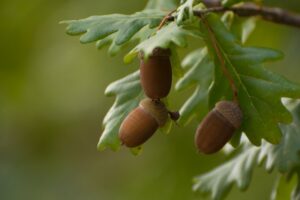 The Essentials of Tree Seed Stratification: A Guide for Oak Acorns and ...