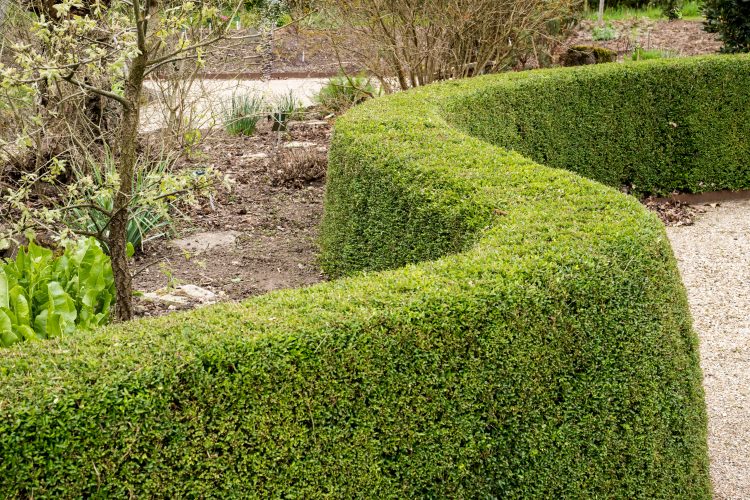 Hedges for shady positions – Maritka Garden