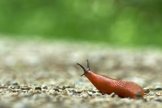 Understanding Slugs: Fascinating Facts and Ecology – Marketa’s Garden