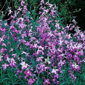 25 Easy Gardening Projects Costing Less Than £10 – MyGardenTeam Members ...