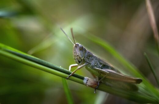 How To Get Rid Of Grasshoppers From Your Garden – GardenAdvice.co.uk