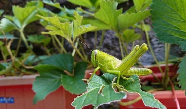 How To Get Rid Of Grasshoppers From Your Garden – GardenAdvice.co.uk