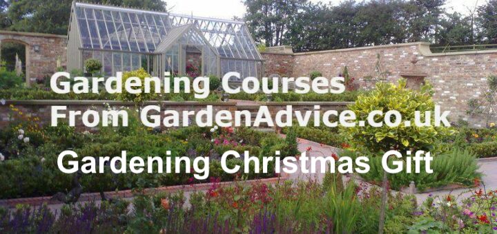 Unveil the Perfect Christmas Gift for Your Gardening Enthusiast – GardenAdvice.co.uk