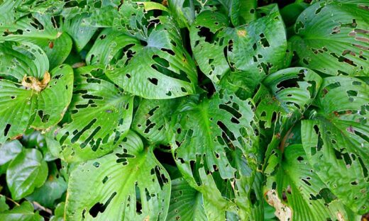 Natural Slug Control Using Nematodes – Redgate Farm Barn