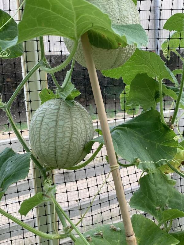 Growing Melons – GardenAdvice.co.uk