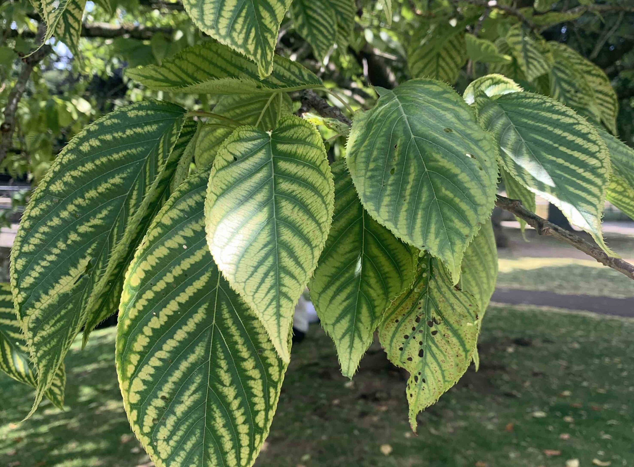 Gardening Advice Online - GardenAdvice.co.uk