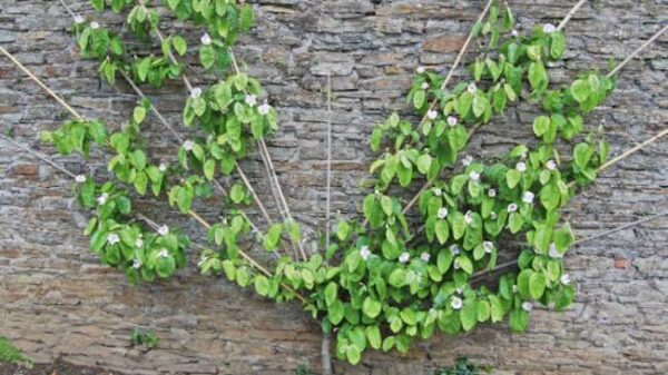 How to grow cherries using a fan trained cherry tree - GardenAdvice.co.uk