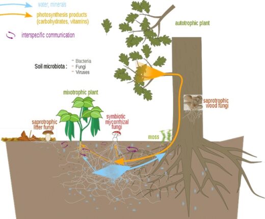 Mycorrhiza fungi and its importance in relation to climate change ...