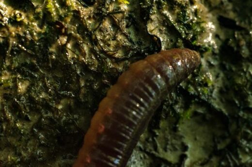 How do earthworms improve soil structure - GardenAdvice.co.uk