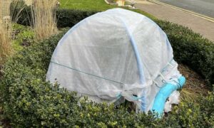 Using horticultural fleece to protect your plants - GardenAdvice.co.uk