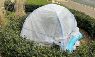 Using horticultural fleece to protect your plants - GardenAdvice.co.uk