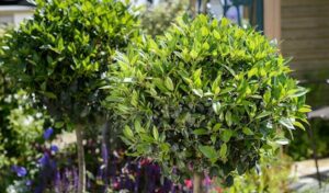 Moving a bay tree in your garden - GardenAdvice.co.uk