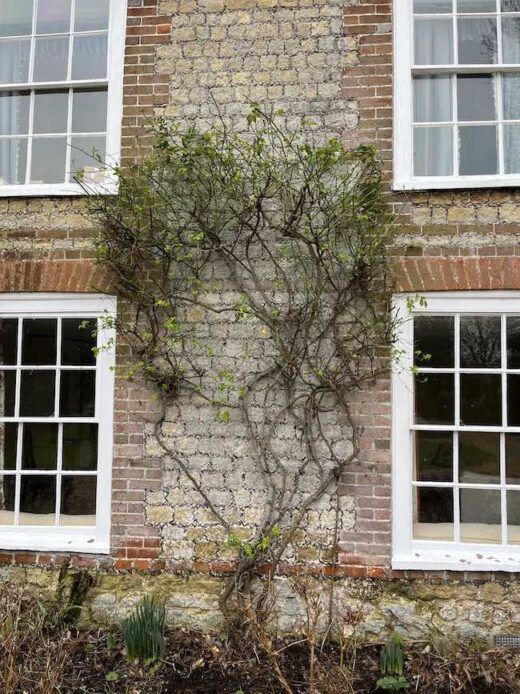 How to prune and restore old climbing roses - GardenAdvice.co.uk