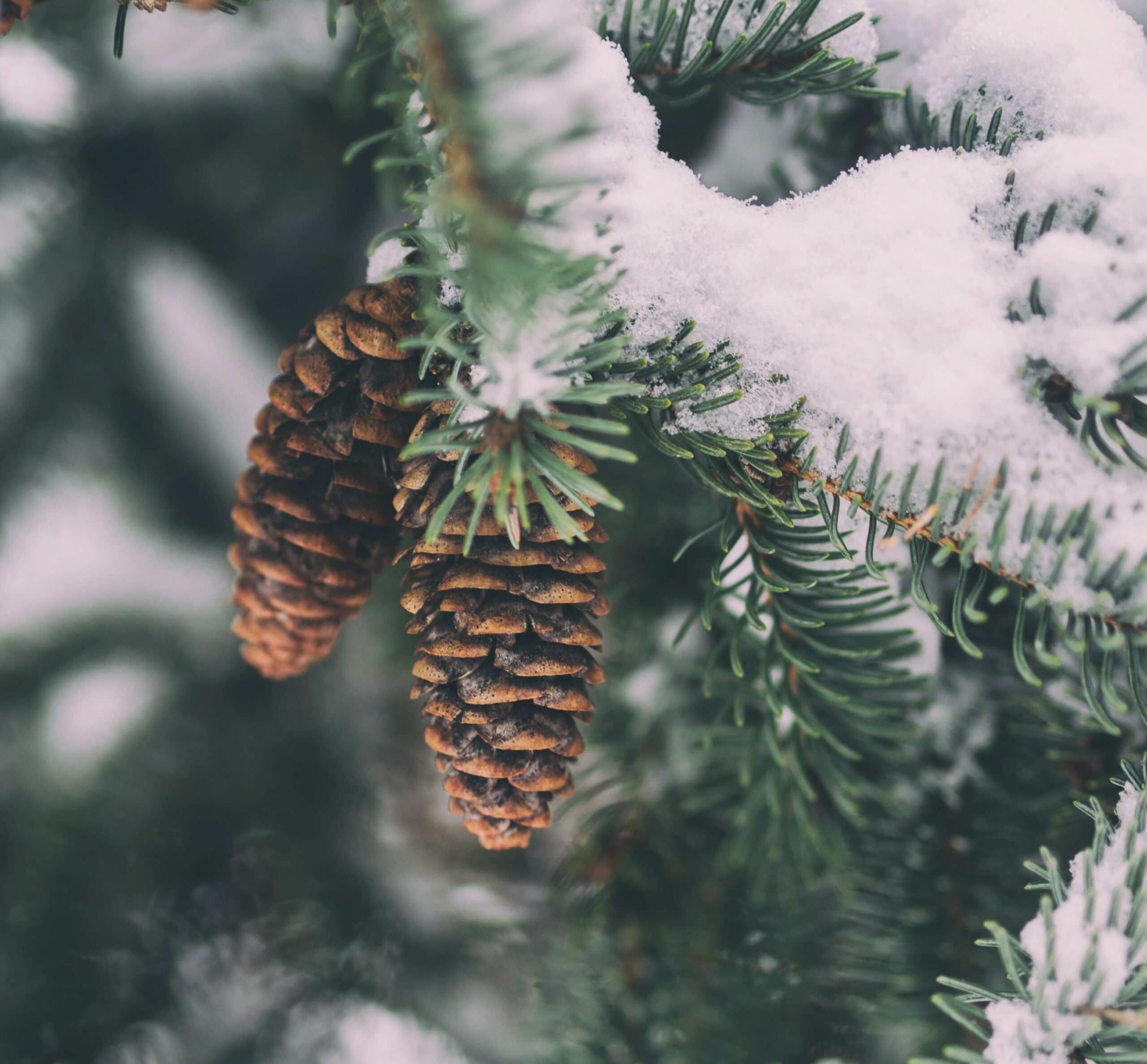 How snow can damage conifers - GardenAdvice.co.uk