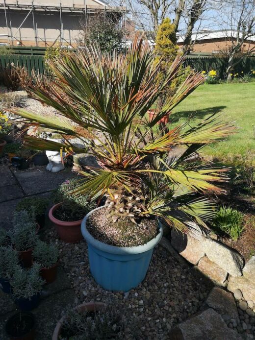 Brown leaves on your palm trees - GardenAdvice.co.uk