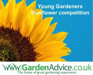 Young Gardeners 2024 sunflower competition - GardenAdvice.co.uk