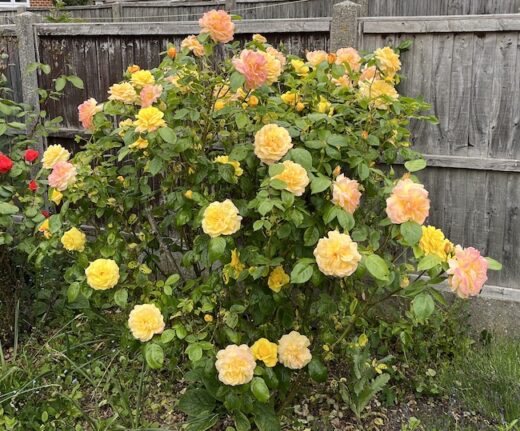 Old Roses: Discovering Timeless Beauty in Your Garden - GardenAdvice.co.uk