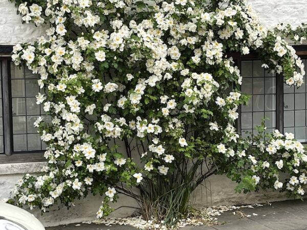 Old Roses: Discovering Timeless Beauty in Your Garden - GardenAdvice.co.uk