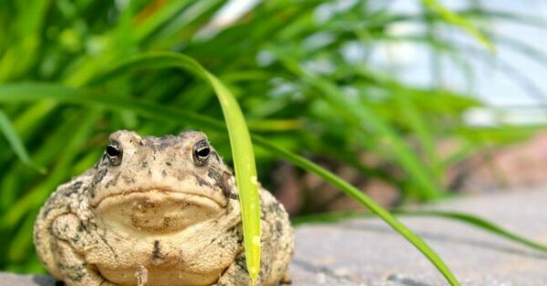 Inviting and Sheltering Toads in Your Garden - GardenAdvice.co.uk