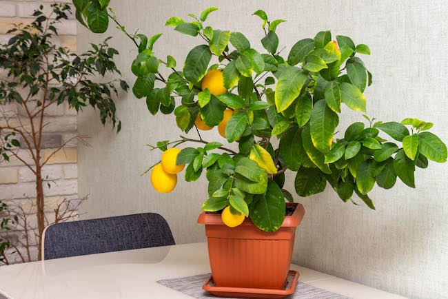 Indoor Lemon and Orange Tree Winter Care - GardenAdvice.co.uk