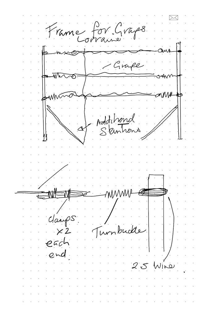 Creating support for an outdoor grape vine - GardenAdvice.co.uk