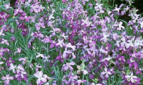 Growing stocks for summer colour and summer scent - GardenAdvice.co.uk