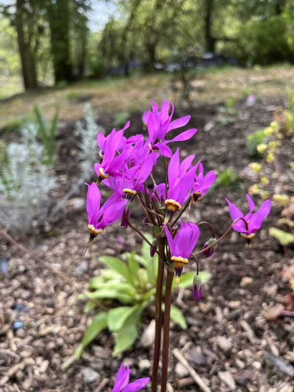 Garden Bank planting ideas with AI images - GardenAdvice.co.uk