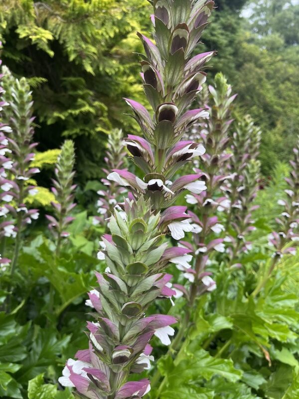 Garden Bank planting ideas with AI images - GardenAdvice.co.uk