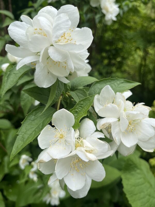 Propogating House Plants – GardenAdvice.co.uk