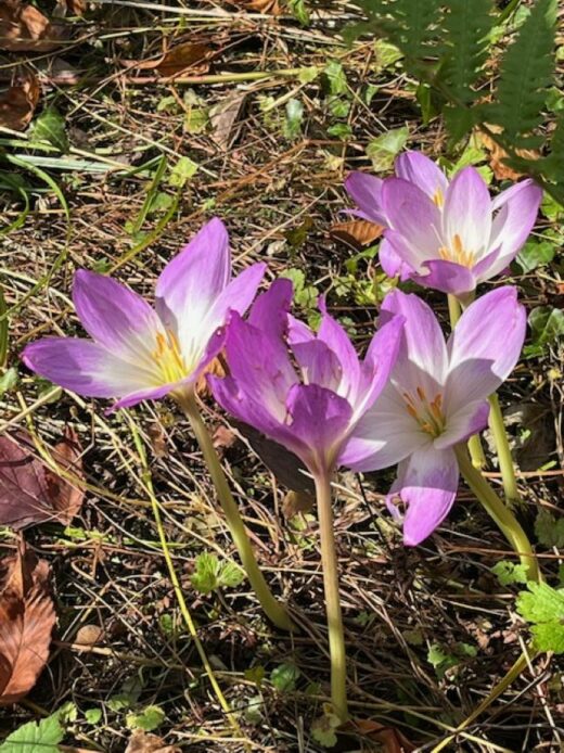 Colchicum autumnale - GardenAdvice.co.uk