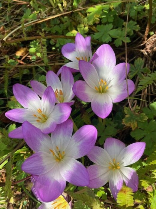 Colchicum autumnale – GardenAdvice.co.uk