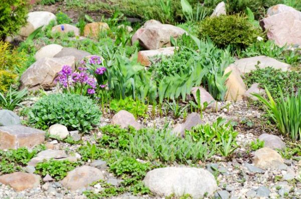 How to create an alpine bed or border - GardenAdvice.co.uk