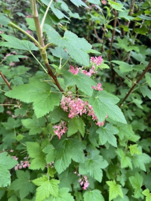 Pruning Late Winter and Early Spring Flowering Plants – GardenAdvice.co.uk