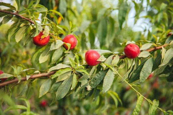 Growing Fan-Trained Nectarines - GardenAdvice.co.uk